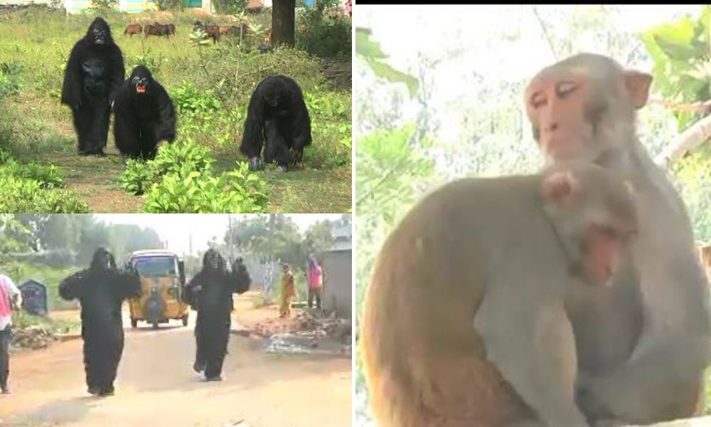 ఐడియా అదిరింది.. మంచి ఫలితానివ్వడంతో.. | People dress up in Chimpanzee ...