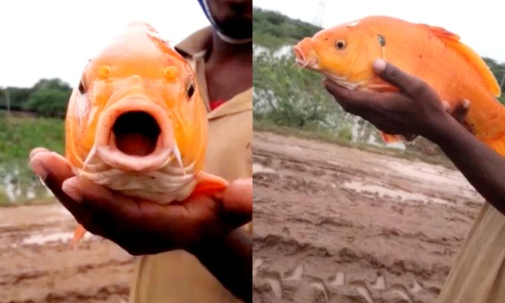 ఈ వింత చేప ఎంత బాగుందో | fishermen caught strange fish in peddapalli ...