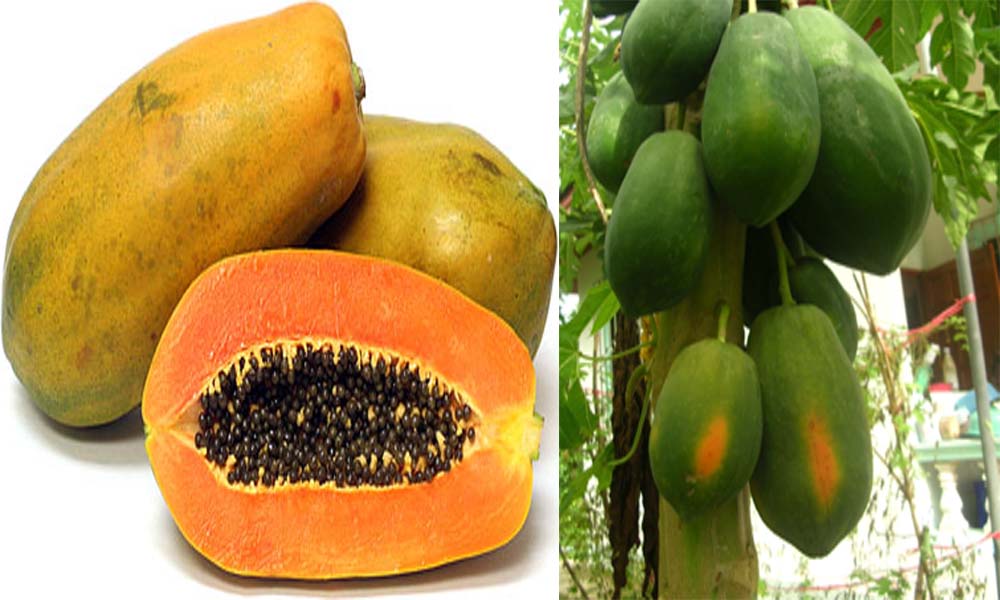 Health Benefits with Papaya: బొప్పాయతో కలిగే ఆరోగ్య ప్రయోజనాలు ...