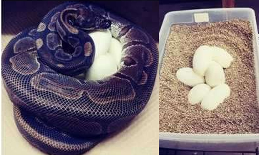 Snake Mystery: లేటు వయసులో గుడ్లు పెట్టిన కొండ చిలువ..అదీ మగ తోడు ...