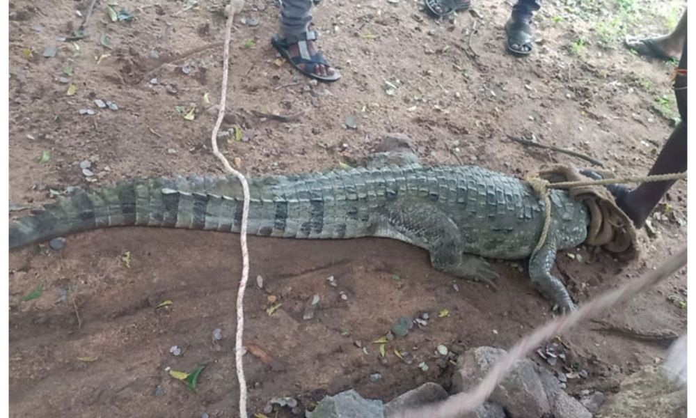 ఇండ్ల మధ్య మొసలి కలకలం | crocodile captured at rangapuram village in ...