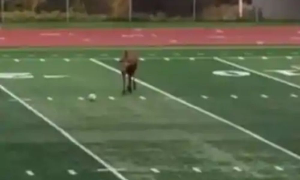 ఫుట్‌బాల్ ఆడిన దుప్పి.. సోషల్ మీడియాలో వీడియో వైరల్ | moose wandered ...
