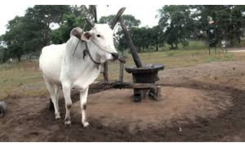 Ganuga Oil Preparation: నేరెడ్ మెట్‌లో గానుగ నూనె తయారీ! | Prabhakar ...