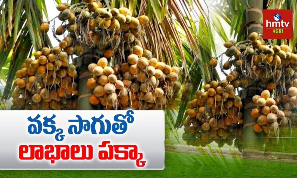 అనంతలో సిరులు కురిపిస్తున్న వక్క పంట | Betel Nut Farming Profit in Telugu
