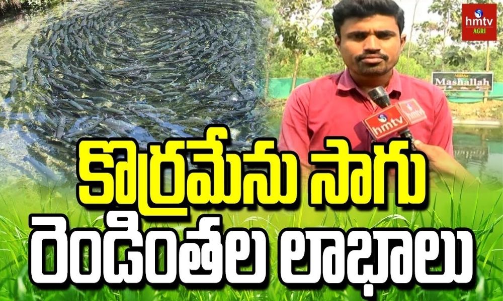 అపజయాలే అతని విజయానికి సోపానాలు | Doubles Profits in Korameenu Fish ...
