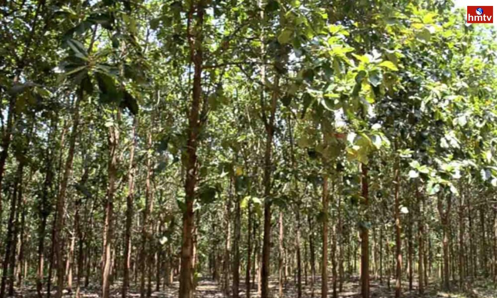 Tree Farming: తక్కువ ఖర్చుతో ఈ చెట్లని నాటండి.. బంపర్ లాభాలు పొందండి ...