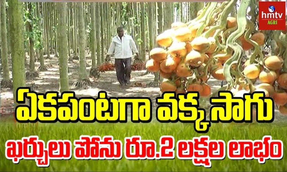 Vakka Sagu: ఏకపంటగా వక్క సాగు.. ఖర్చులు పోను రూ.2లక్షల లాభం.. | Vakka ...