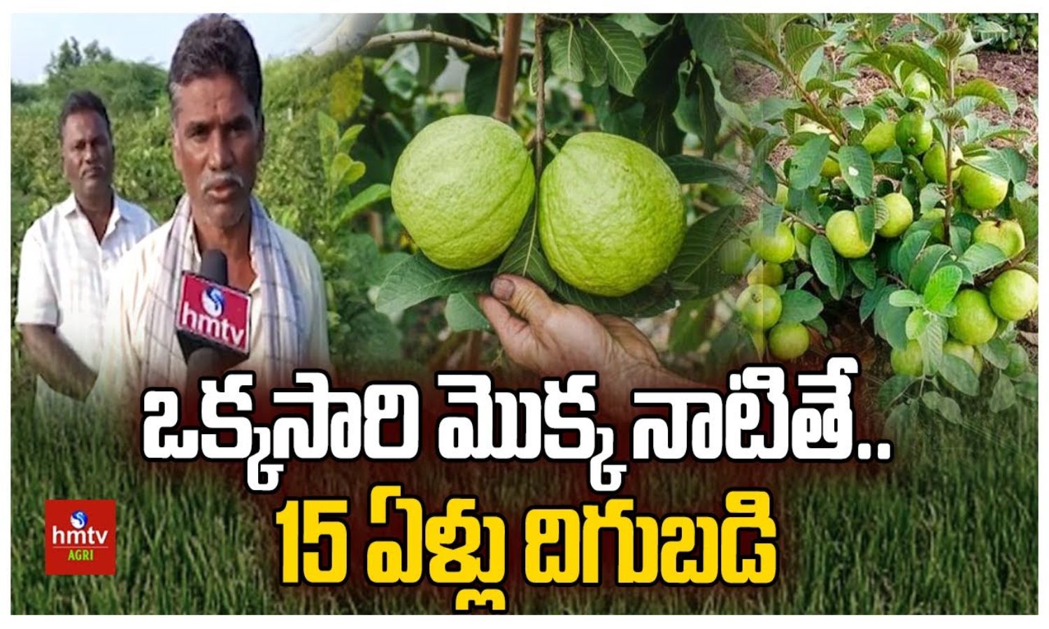Taiwan Guava Farming: లాభాలు పండిస్తున్న తైవాన్ జామ సాగు | Farmer ...