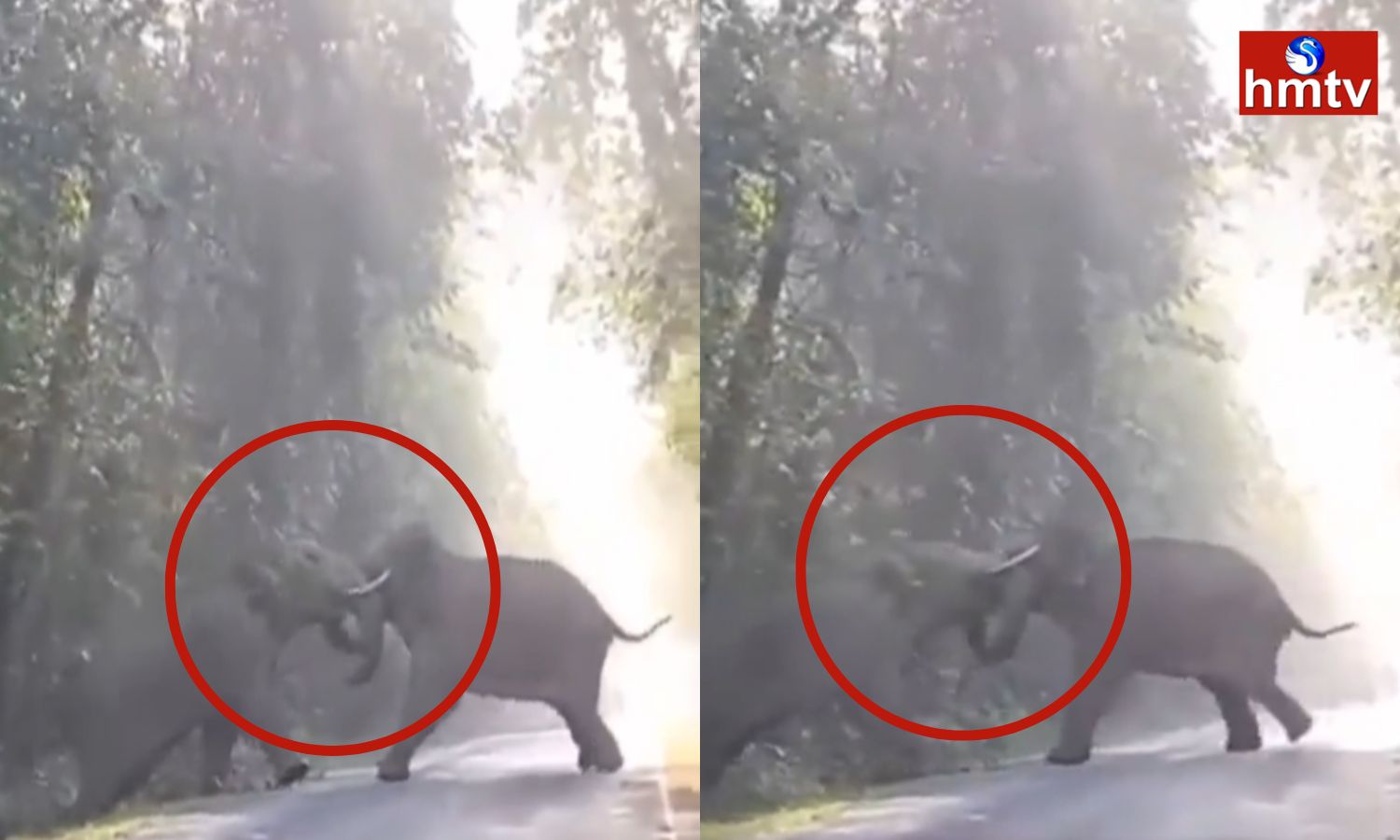 Viral Video: గజరాజుల పోరు ఎలా ఉంటుందో చూశారా.. వీడియో ఇదిగో.. | Have ...