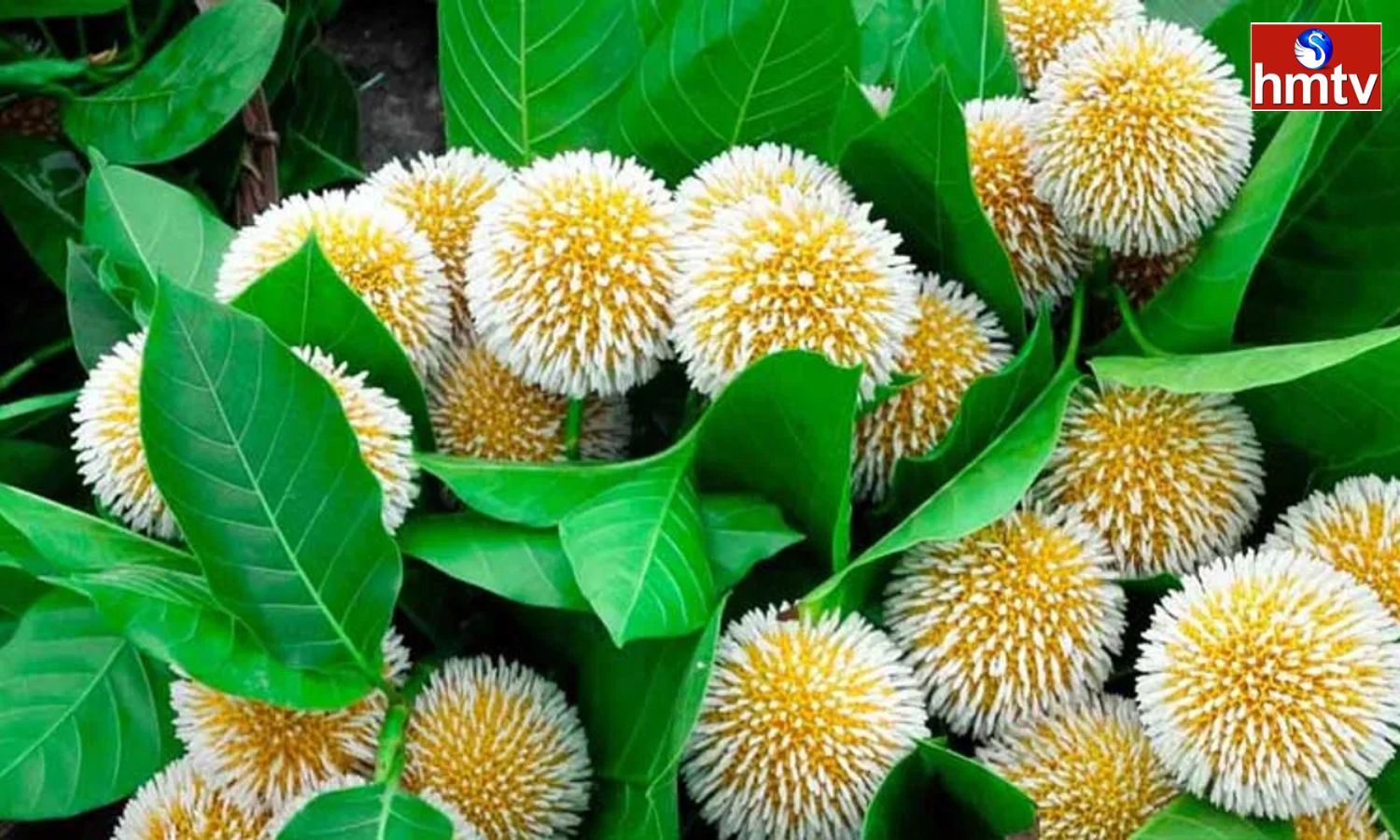Kadamba Tree: కనువిందుగా.. కదంబవృక్షం | Significance Of Kadamba Tree