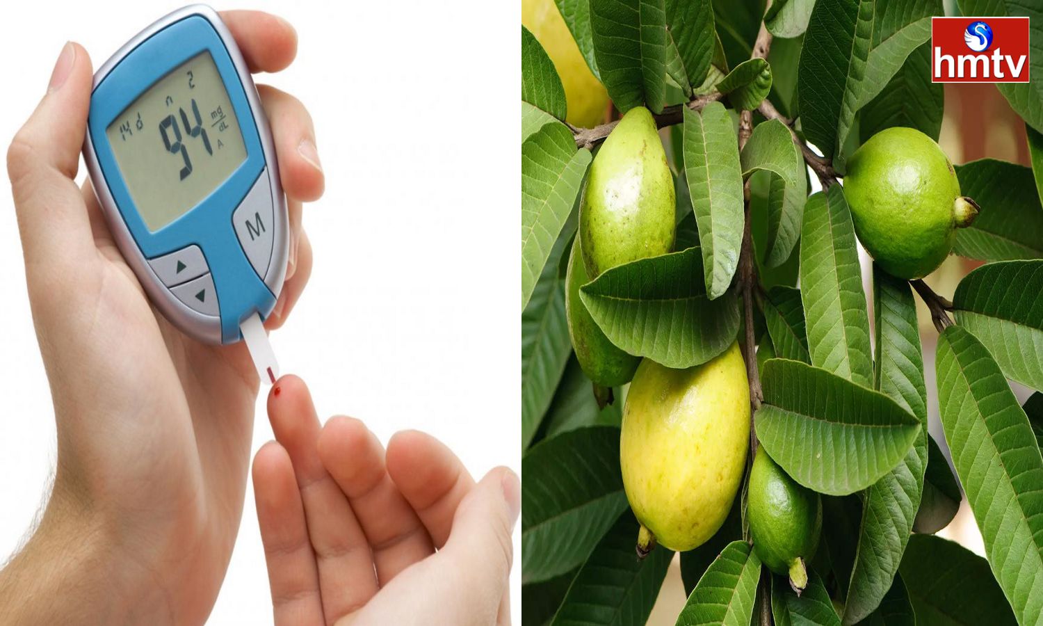 Diabetes Control Tips: ఈ చెట్టు ఆకులు మధుమేహానికి దివ్యౌషధం.. ప్రతిరోజూ ...