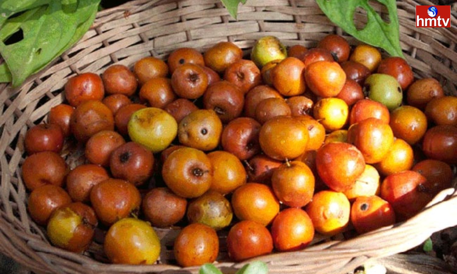 Benefits of Jujube Fruit